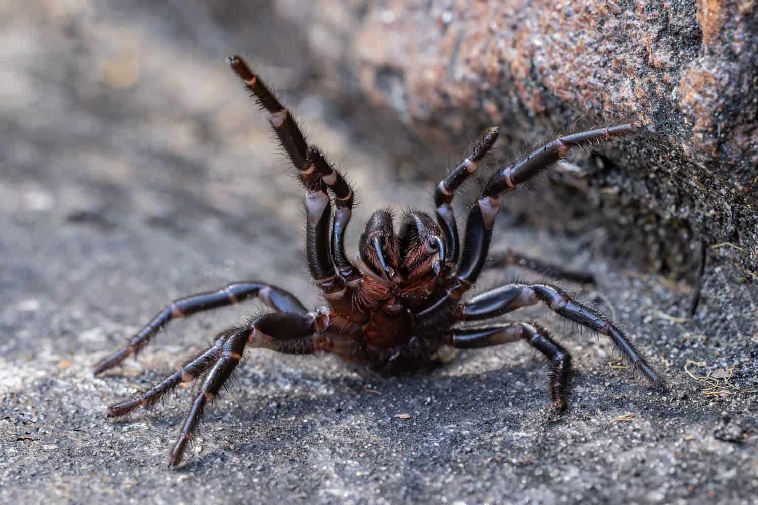 Eight Legs, Two Seasons: Spider Season vs. Funnel-Web Season - A-Z Animals