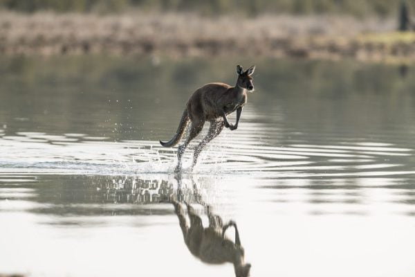 Kangaroos: Land Animals with Unexpected Water Skills - A-Z Animals