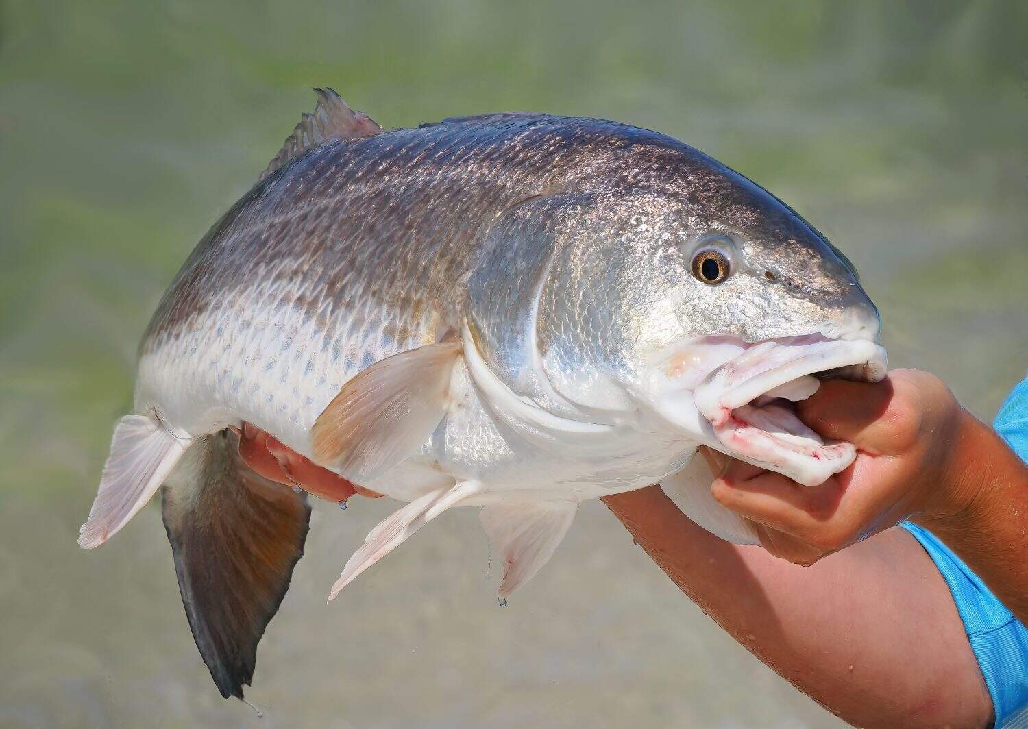 Red Drum Fish Animal Pictures | A-Z Animals