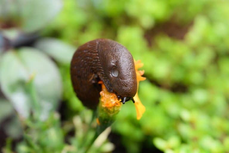 How Slugs Breathe Without Lungs (and Why There’s a Hole in Their Side ...