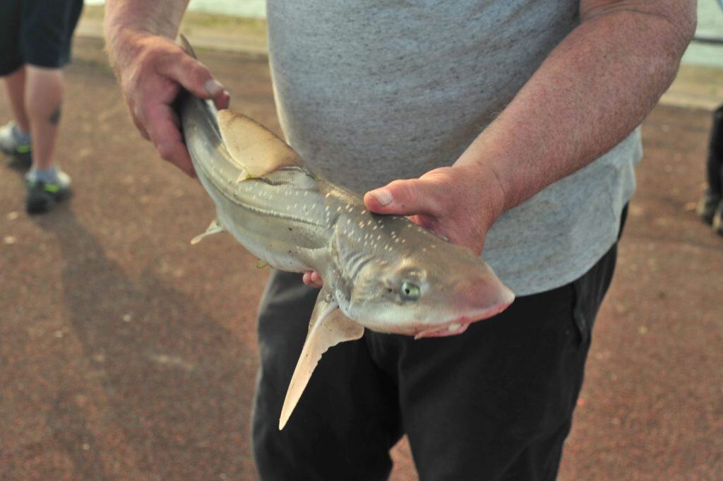 Sharks and Rays Get a Lifeline as New Protections Curb Overfishing - A ...