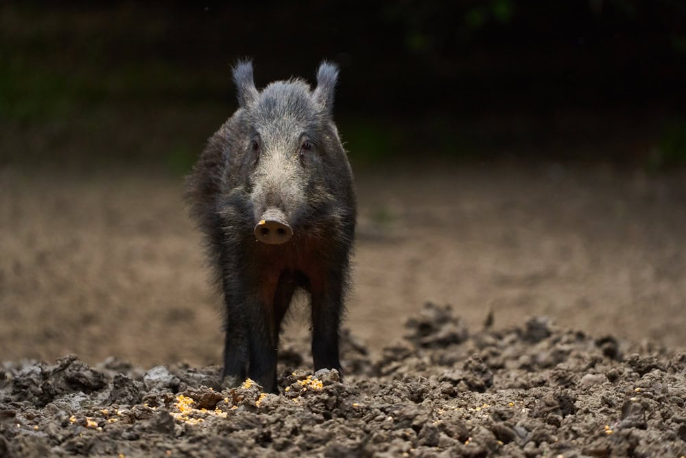 These Invasive Species Are Wrecking Havoc on the U.S. - A-Z Animals ...