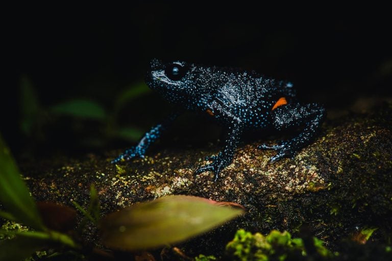 Exploring the Unique Celestial Appearance of the Galaxy Frog - A-Z Animals