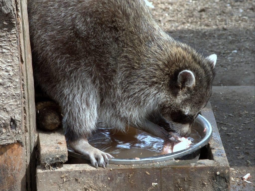 Why Raccoons 'Wash' Their Food—And What They’re Actually Doing - A-Z ...
