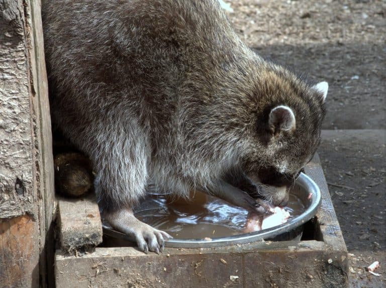 Why Raccoons 'Wash' Their Food—And What They’re Actually Doing - A-Z ...