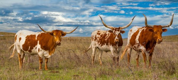 The Texas Longhorn Story, From Frontier Cattle to State Icon - A-Z Animals