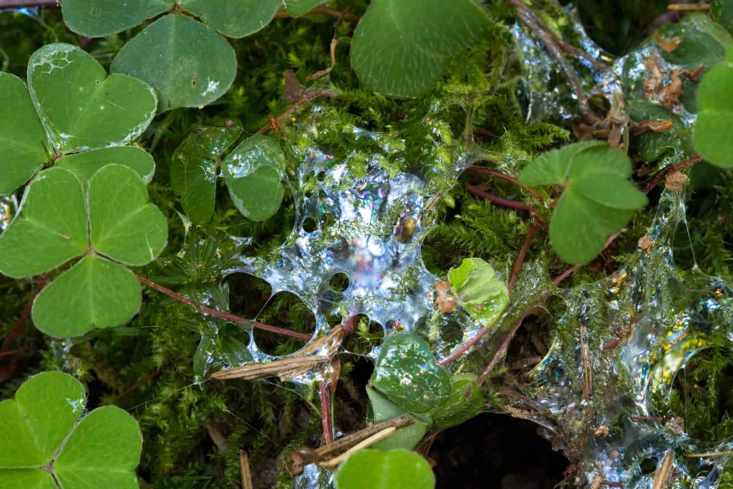 Why Slugs Leave Shimmering Slime Trails Everywhere They Go - A-Z Animals