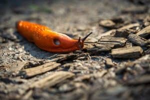 Why Slugs Leave Shimmering Slime Trails Everywhere They Go - A-Z Animals