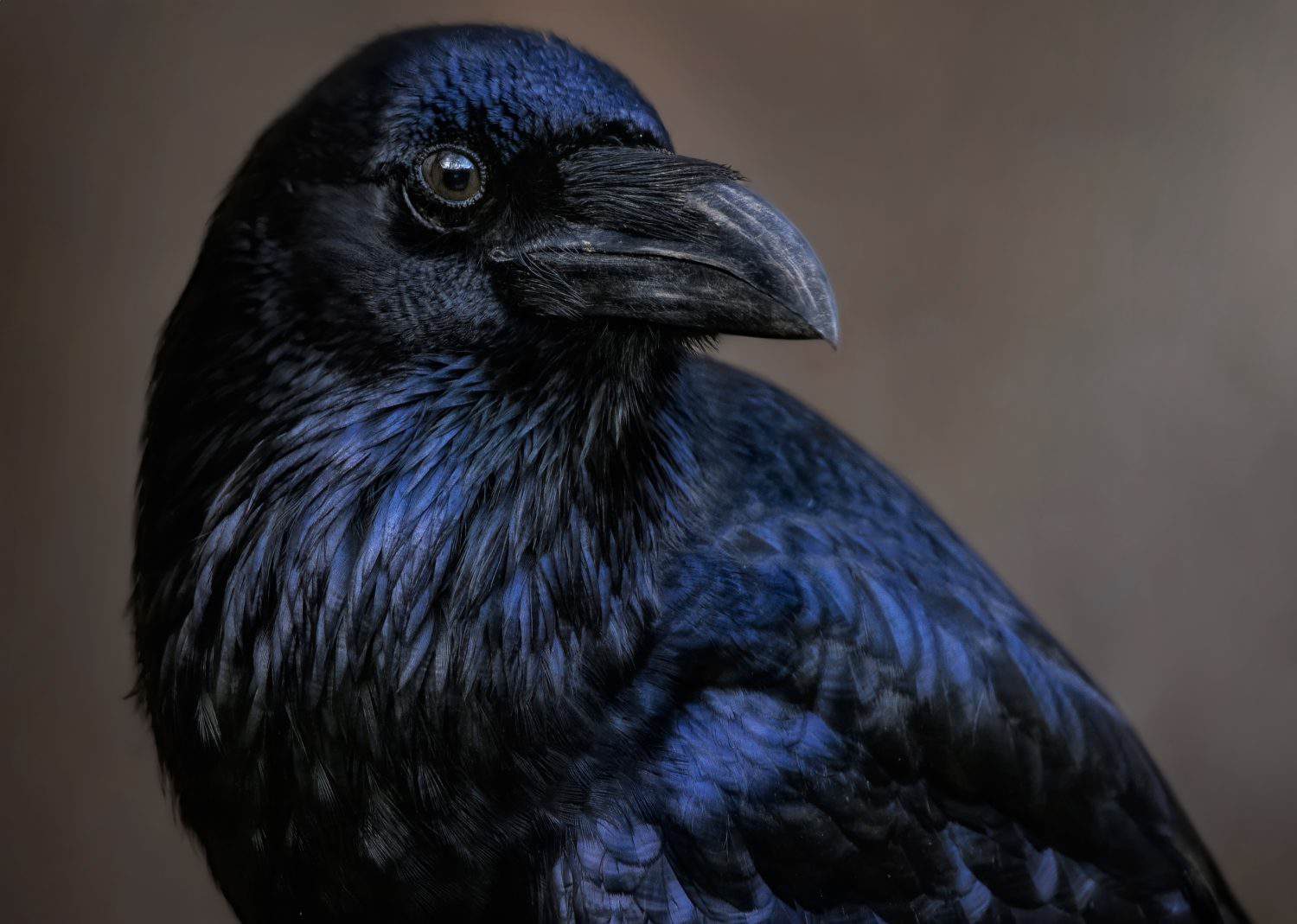 Crow vs. Raven: How to Tell the Difference - A-Z Animals
