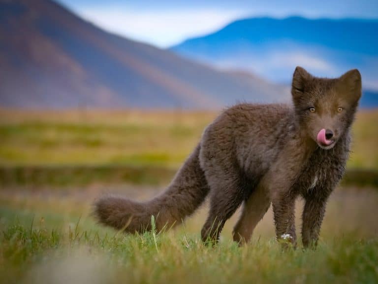 This Blue Morph Arctic Fox Keeps Its Color All Winter - A-Z Animals