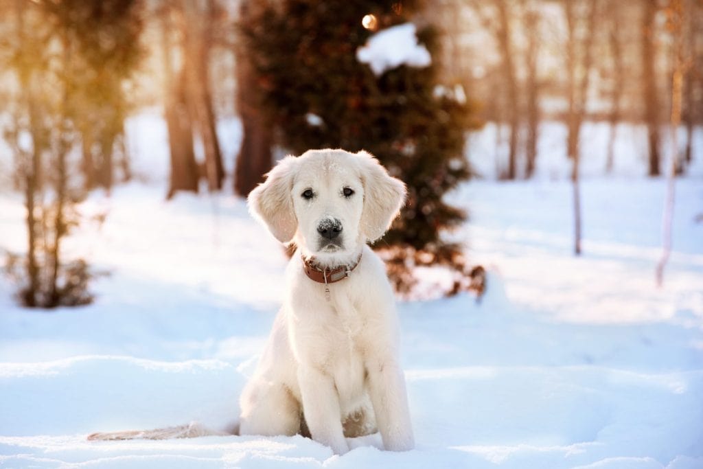How to Protect Dogs Paws During Cold Winter Walks - A-Z Animals