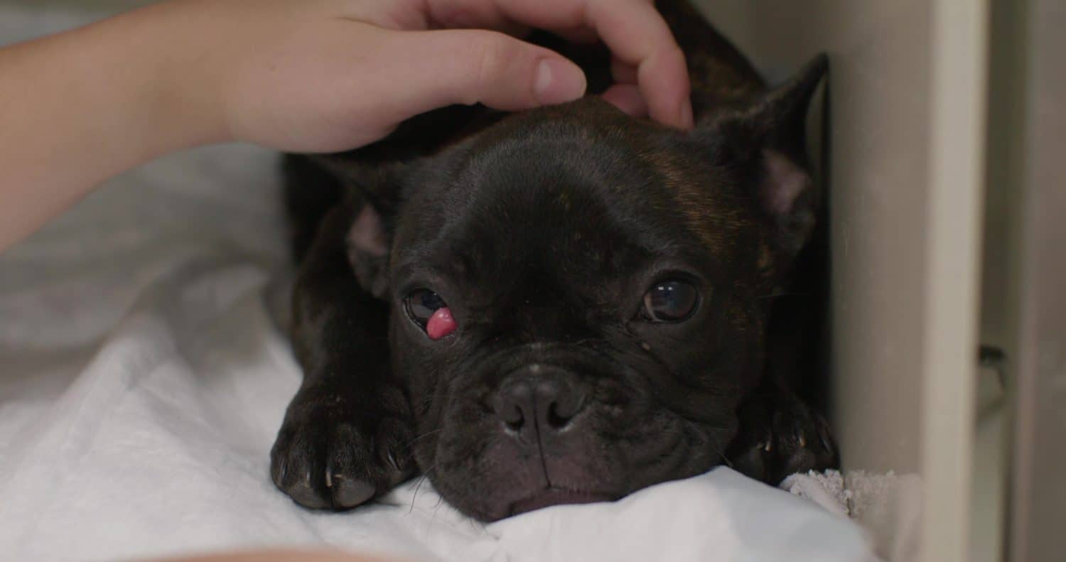 What Is "Cherry Eye" in Dogs? - A-Z Animals