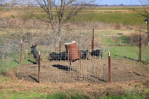 The 3 Million-Strong Invasion: Why Texas Suburbs are Losing the War ...