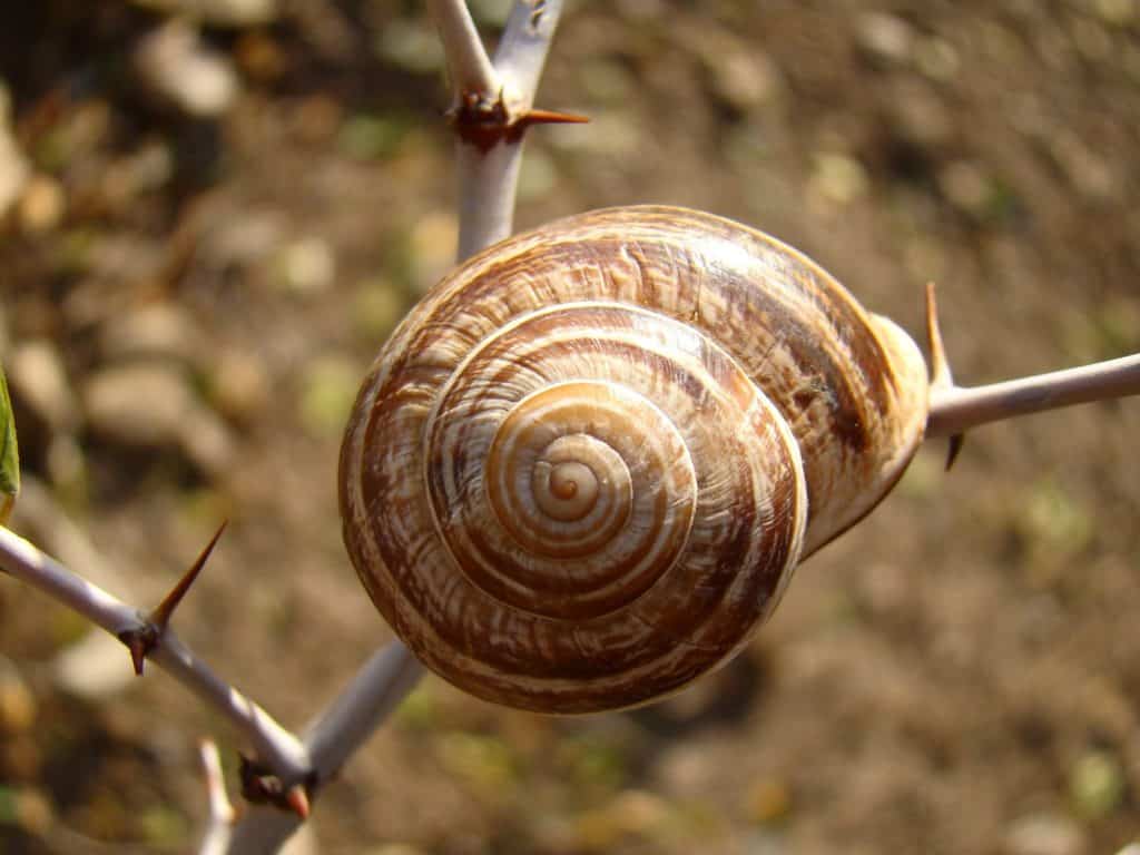 How Long Can a Snail Remain Inside Its Shell? - A-Z Animals