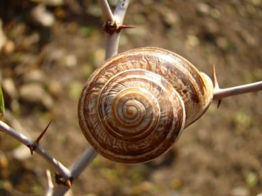 How Long Can a Snail Remain Inside Its Shell? - A-Z Animals