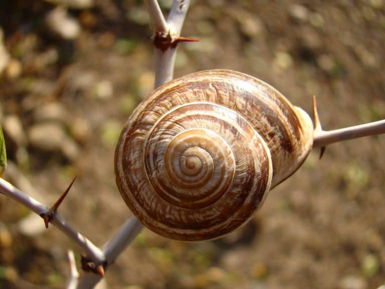 How Long Can a Snail Remain Inside Its Shell? - A-Z Animals