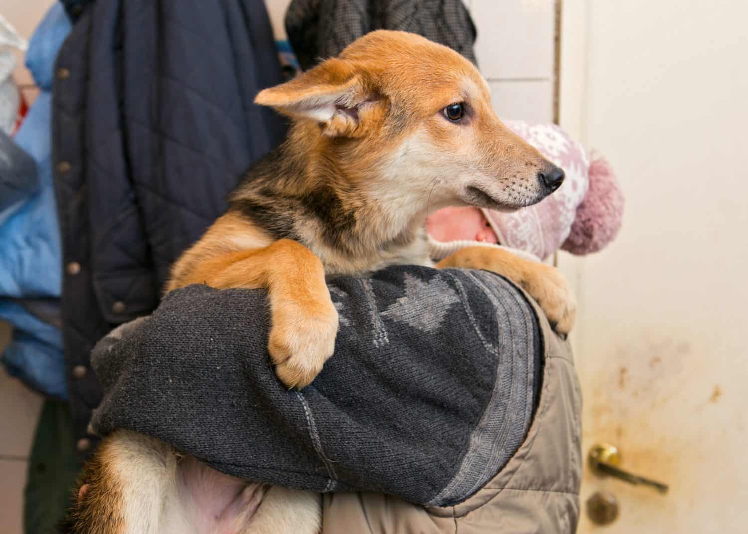 Why People Hoard Animals and How to Spot Early Warning Signs - A-Z Animals