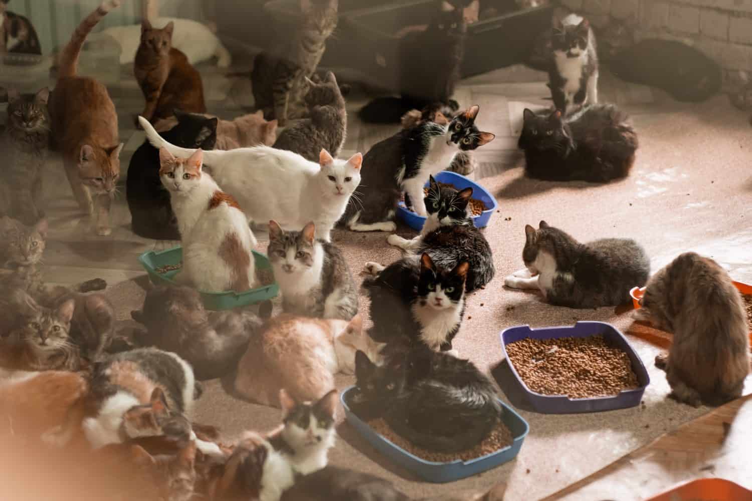 Animal Hoarding: Which Animals Are Most Often Victims - A-Z Animals