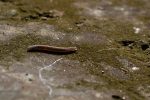 Why Slugs Leave Shimmering Slime Trails Everywhere They Go - A-Z Animals