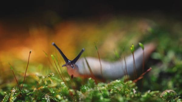 How Slugs Breathe Without Lungs (and Why There’s a Hole in Their Side ...