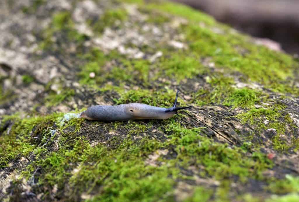 Why Slugs Leave Shimmering Slime Trails Everywhere They Go - A-Z Animals