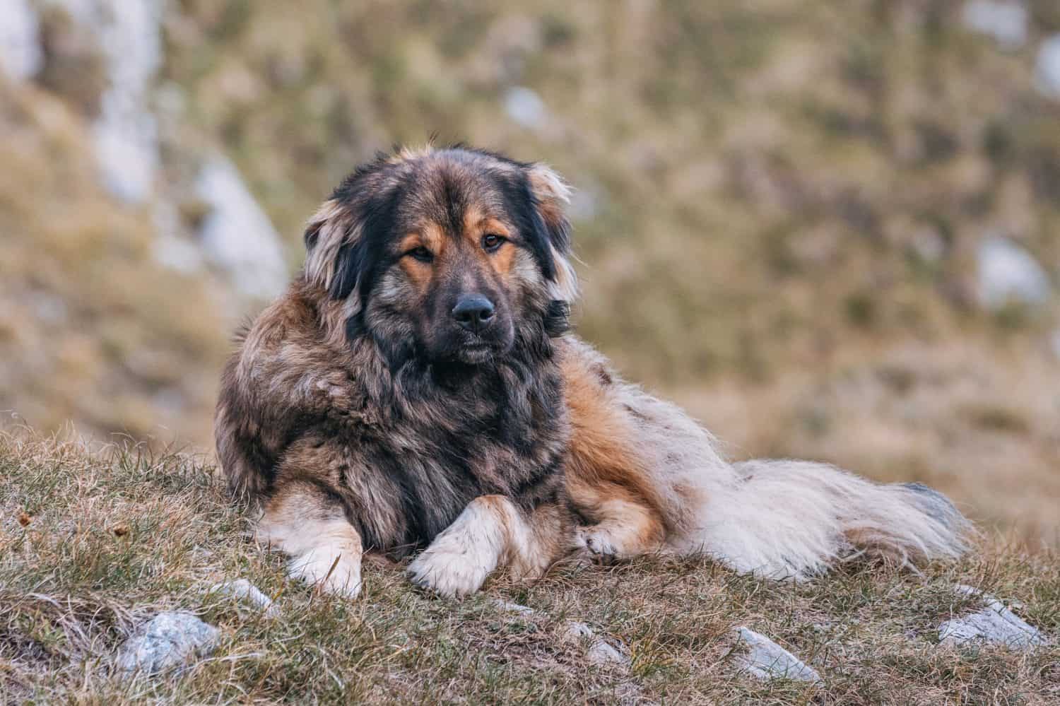 Sarplaninac Dog Breed Complete Guide - A-Z Animals