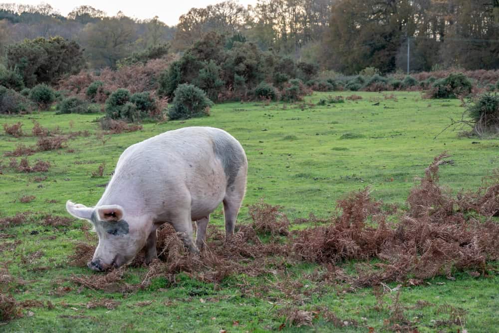 This Ancient Tradition Protects Cattle From Toxic Acorns - A-Z Animals