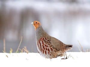 All the Animals in “The 12 Days of Christmas,” Explained by a Wildlife ...
