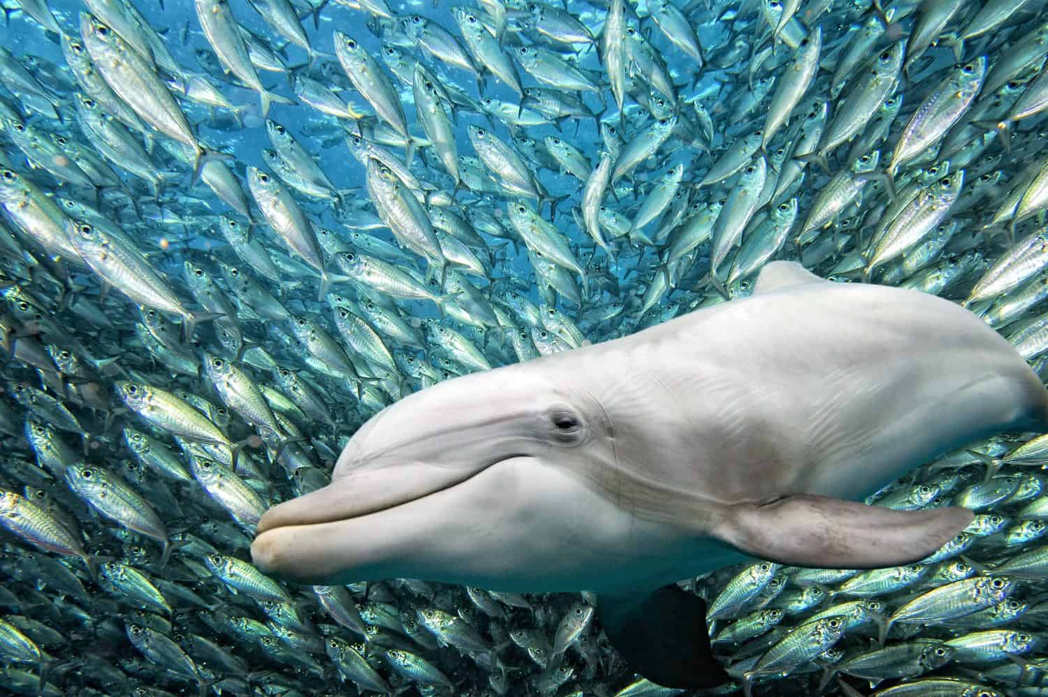 Why the Cleaner Wrasse is the New Genius of the Ocean - A-Z Animals
