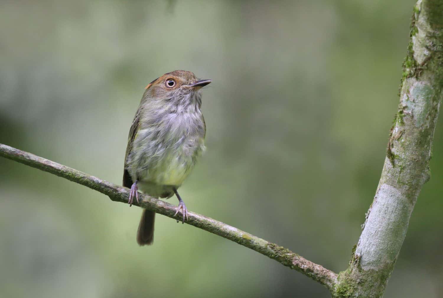 Birds: Different Types, Definition, Photos, and More - A-Z Animals