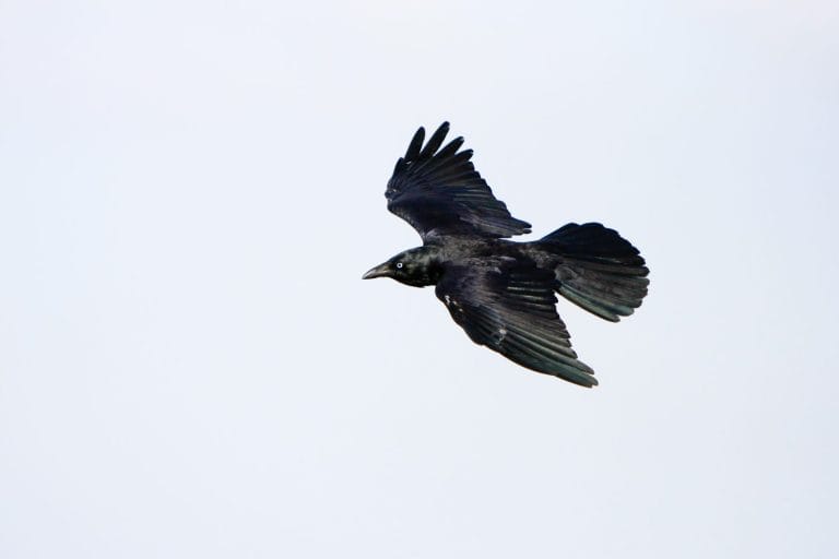 Crow vs. Raven: How to Tell the Difference - A-Z Animals