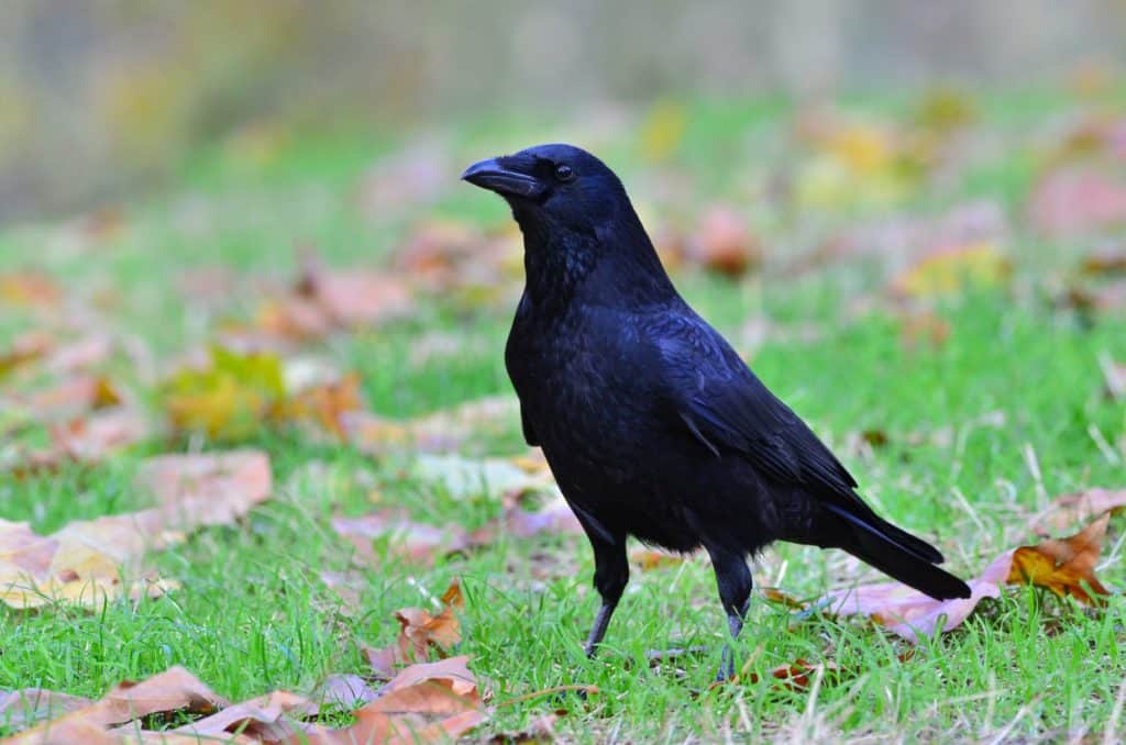 From Human Scraps to Stolen Fur: The Brilliant (and Slightly Terrifying ...