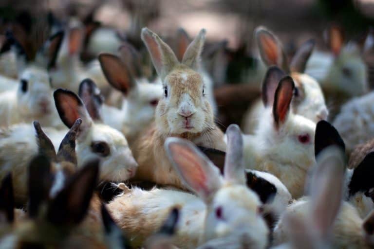 Why People Hoard Animals and How to Spot Early Warning Signs - A-Z Animals