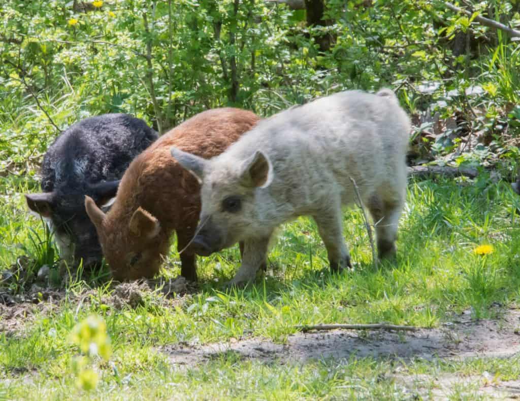 A Turtle Kept Annoying This Pig — Then Everything Changed - A-Z Animals