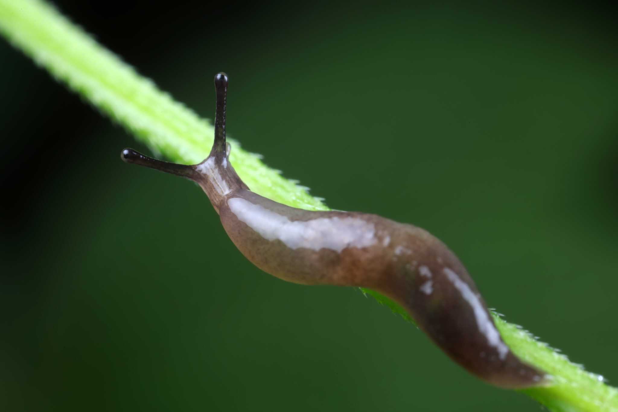 Nature’s Oddest Love Story: Slugs Fight for Genetic Dominance - A-Z Animals