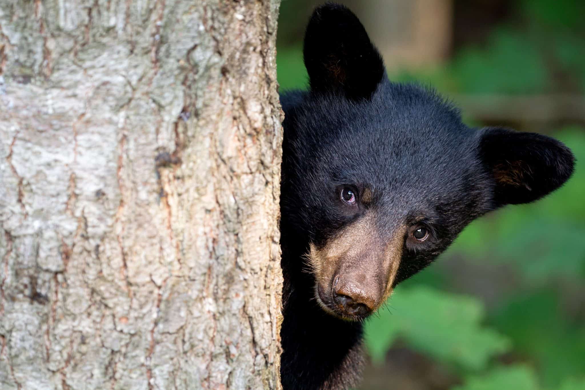 The Virginia Regions Where Bear Activity Is Hard to Ignore - A-Z Animals