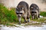 The 'Problem Solver' of the Woods: The Surprising History of Tennessee ...
