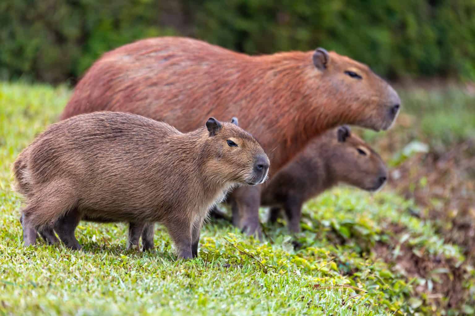An Unlikely Pair: Beloved Zoo Companions Pass Away Just Hours Apart - A ...