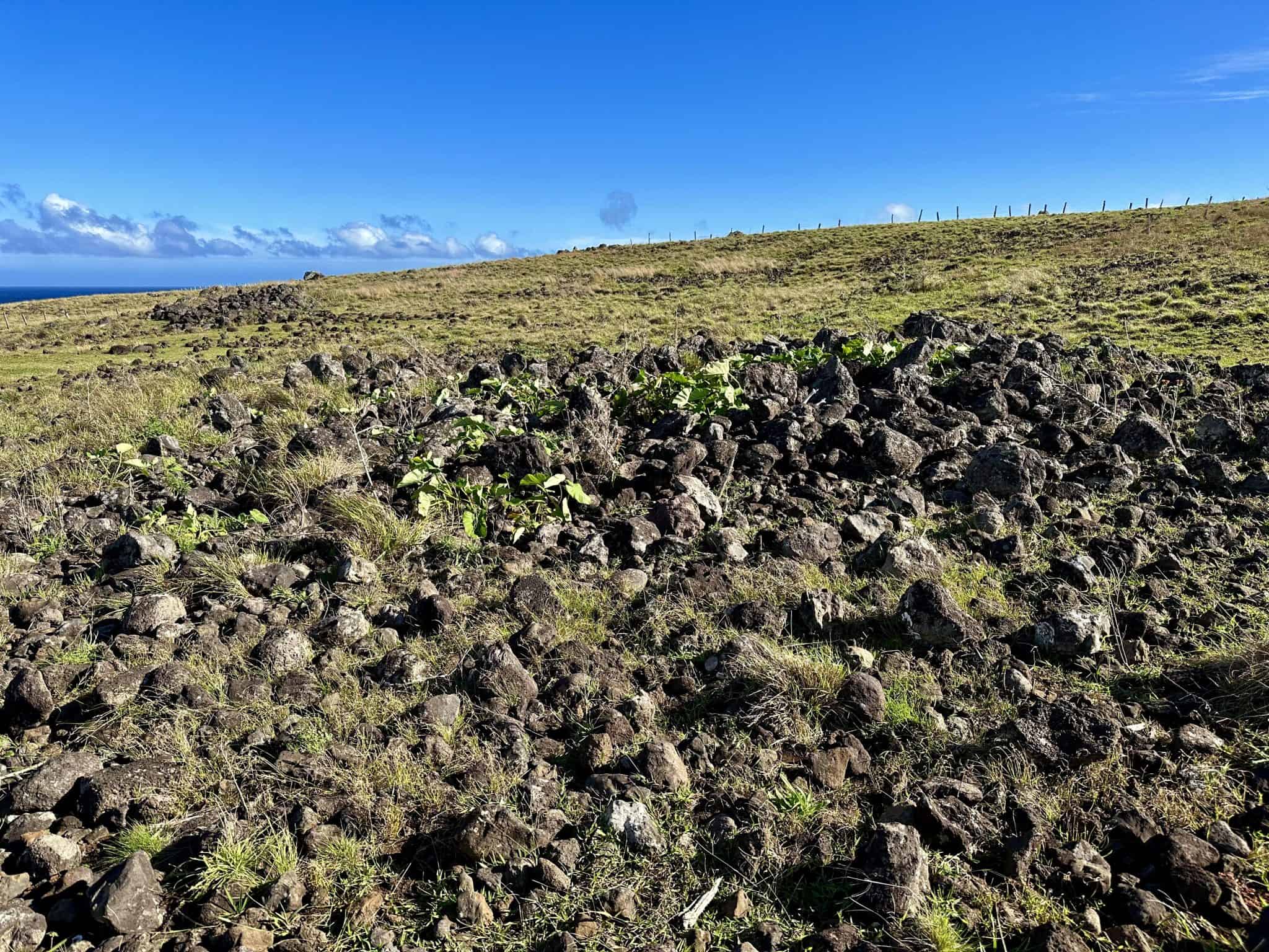 New Study Reveals the Real Culprit of Deforestation on Easter Island ...