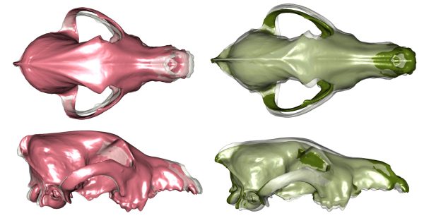 Ancient Dogs Were Surprisingly Diverse Long Before Modern Breeds - A-Z ...