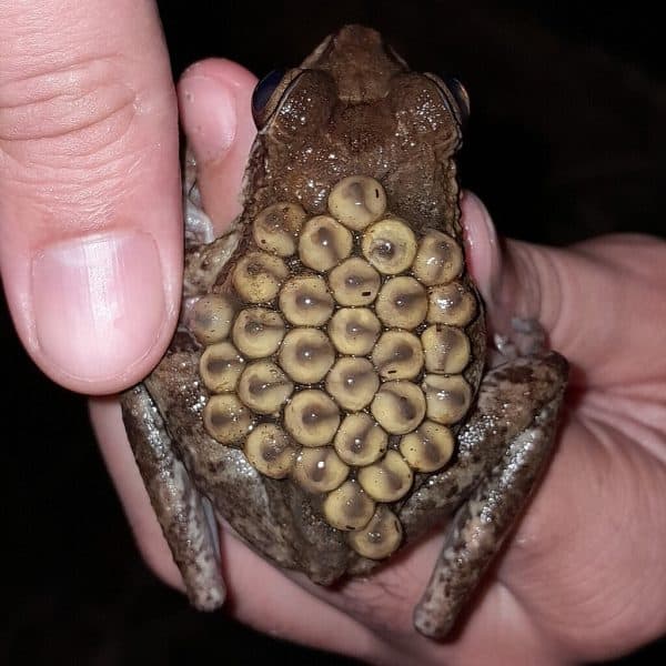 Backpack Frog Battles: How Evolution Turned Motherhood Into Armor - A-Z ...