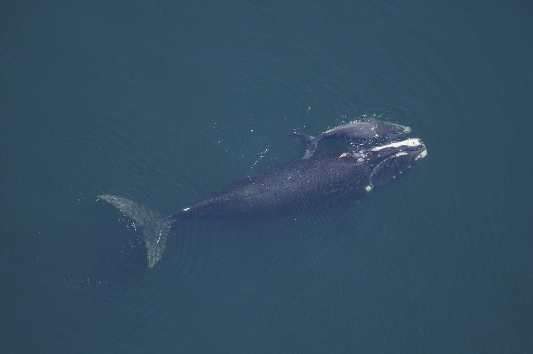 How Do Whales Manage to Sleep Without Drowning? - A-Z Animals