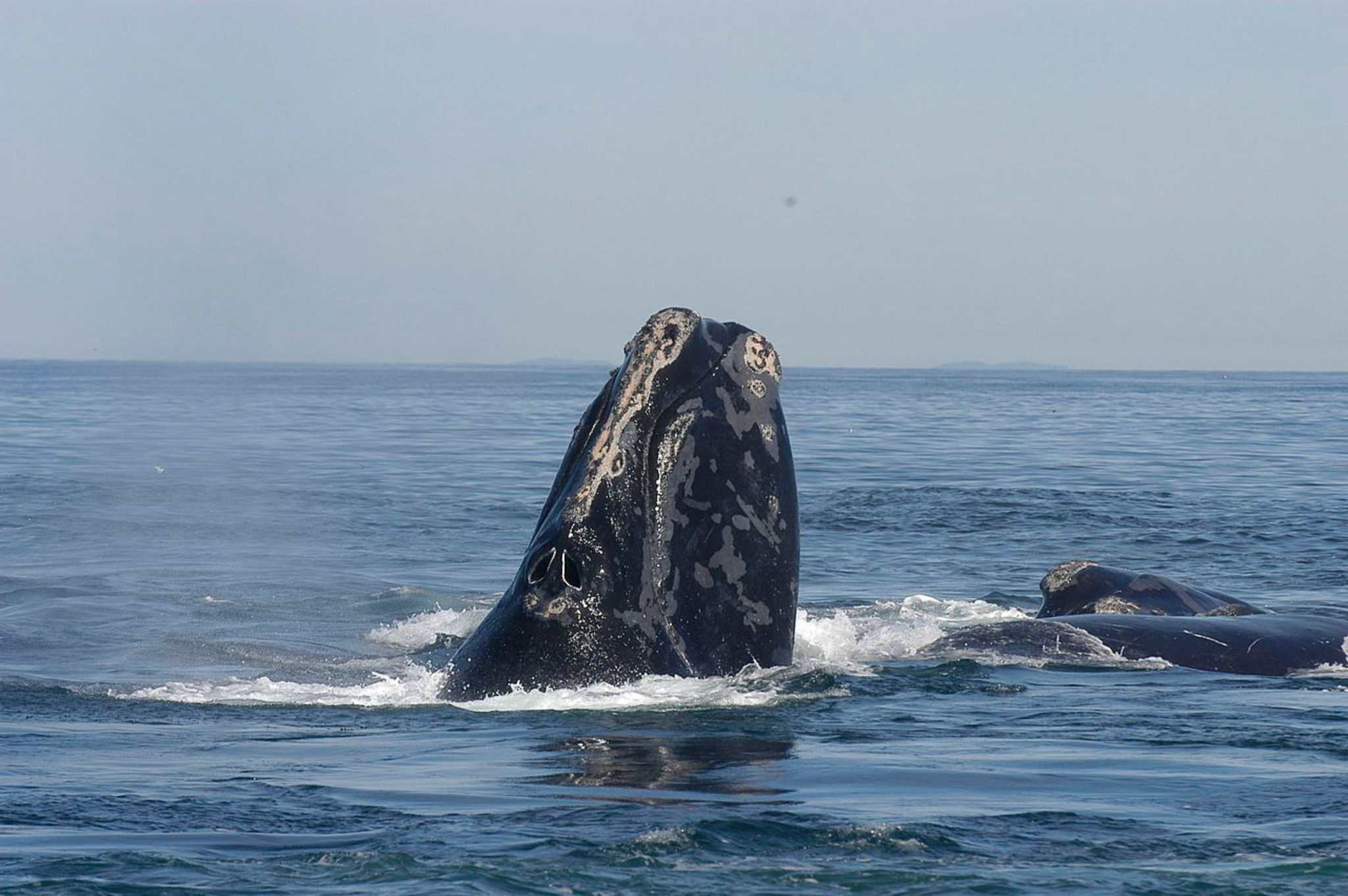 Can 15 Calves Save the North Atlantic Right Whale Population? - A-Z Animals