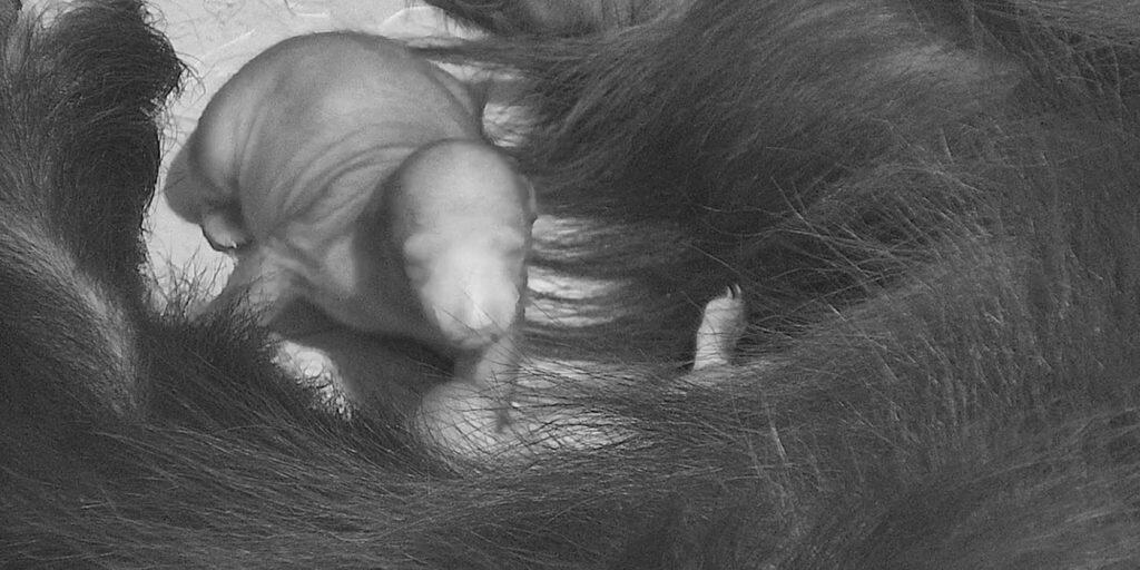 Tiny Sloth Bear Cubs Are Stealing Hearts at the Smithsonian Zoo - A-Z ...