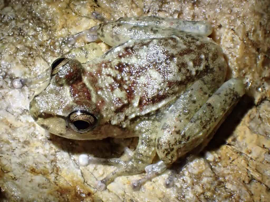 Backpack Frog Battles: How Evolution Turned Motherhood Into Armor - A-Z ...