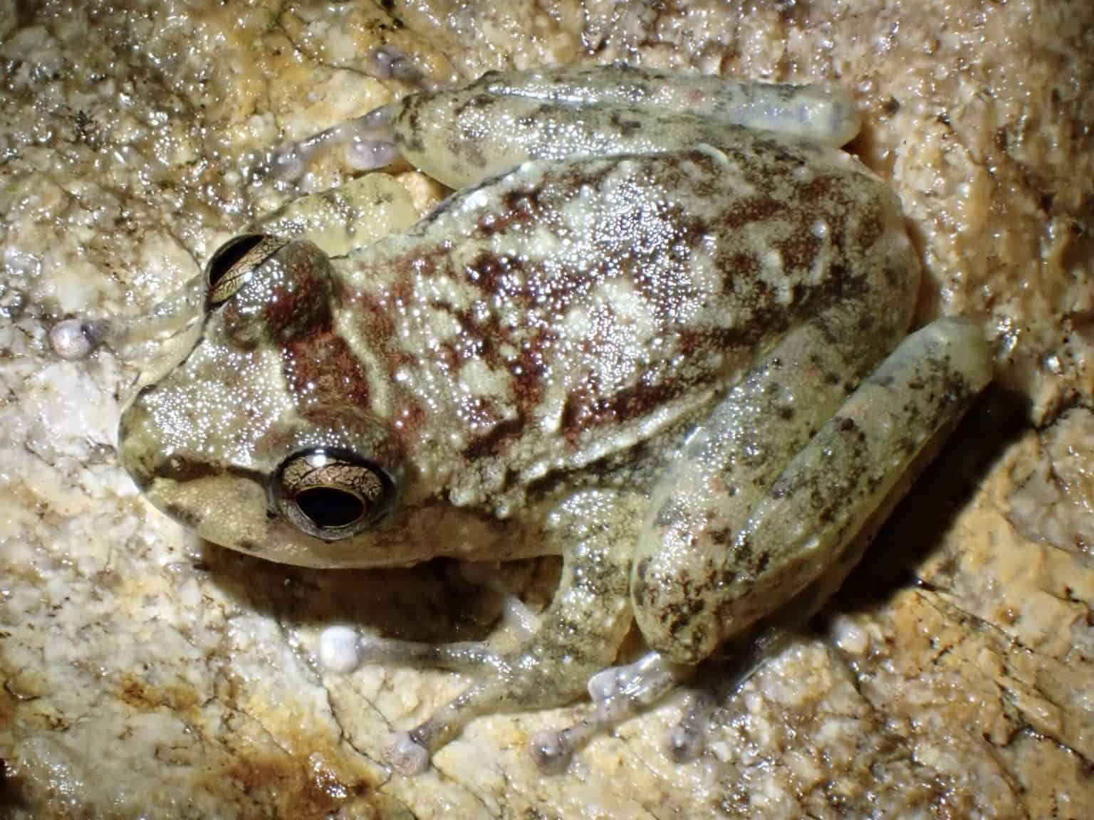 Backpack Frog Battles: How Evolution Turned Motherhood Into Armor - A-Z ...