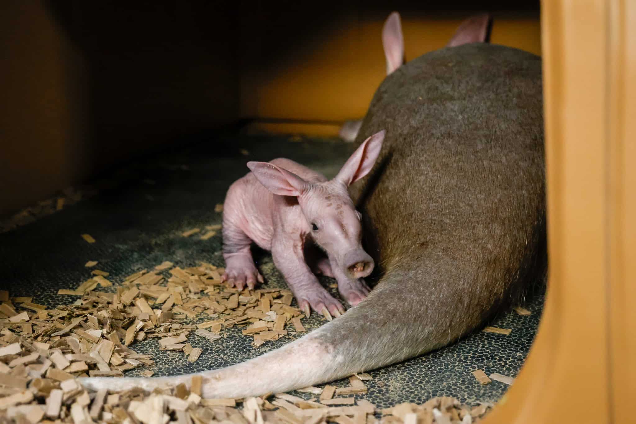 Meet the Rare Baby Aardvark Born Just Minutes Into the New Year - A-Z ...