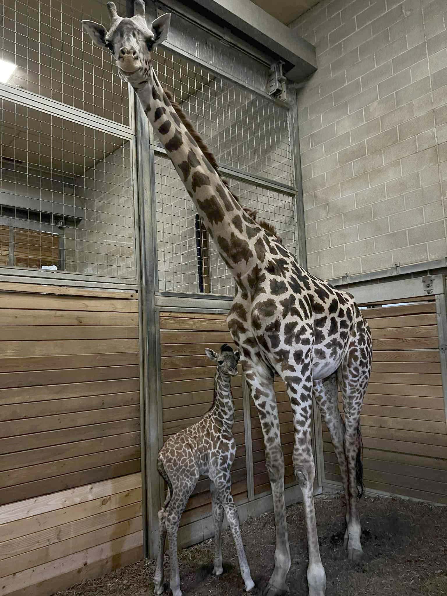 How a Giraffe’s First Steps at the Zoo Echo a Battle 7 Countries Have ...