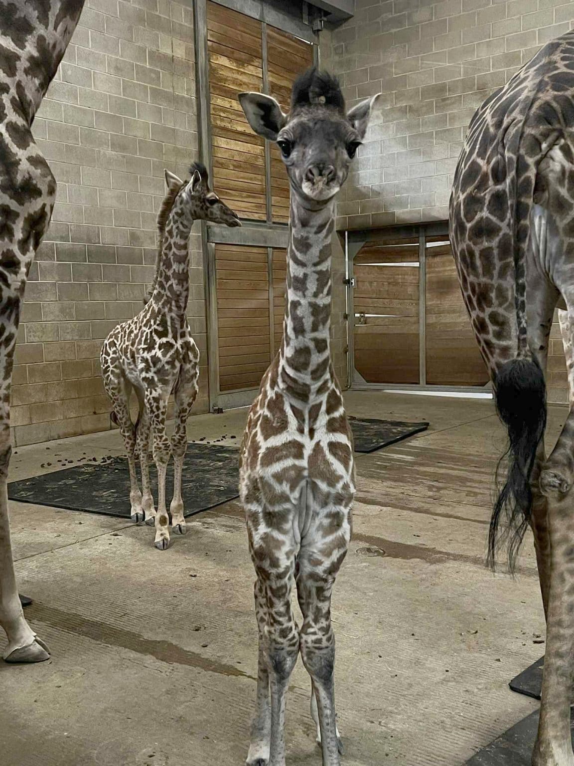 Big Welcome for a Little Giant: Kansas City Zoo Celebrates New Baby ...