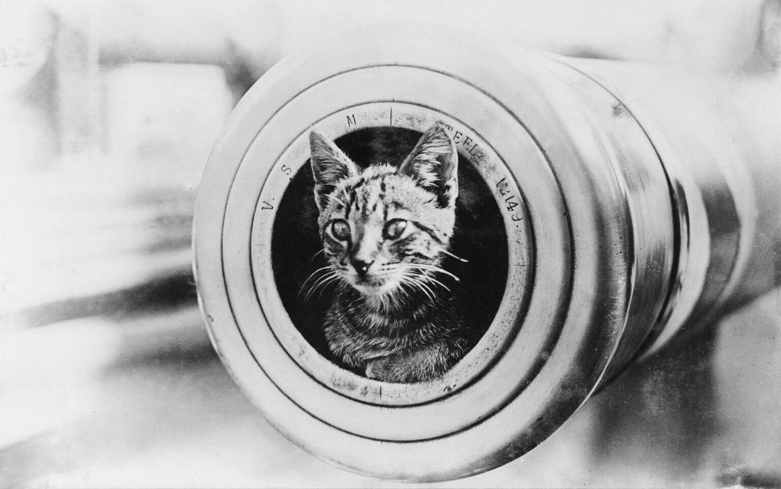 The 10 Countries with the Most Cats Worldwide - A-Z Animals